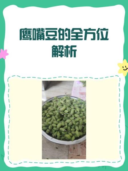 鹰嘴豆的功效与作用及食用方法_鹰嘴豆怎么吃最营养-第1张图片-山城妙识