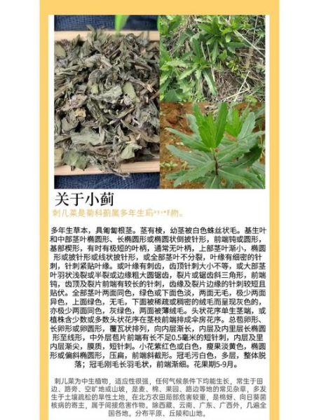 小蓟饮子组成_功效与禁忌有哪些-第2张图片-山城妙识 小蓟饮子组成_功效与禁忌有哪些-第2张图片-山城妙识