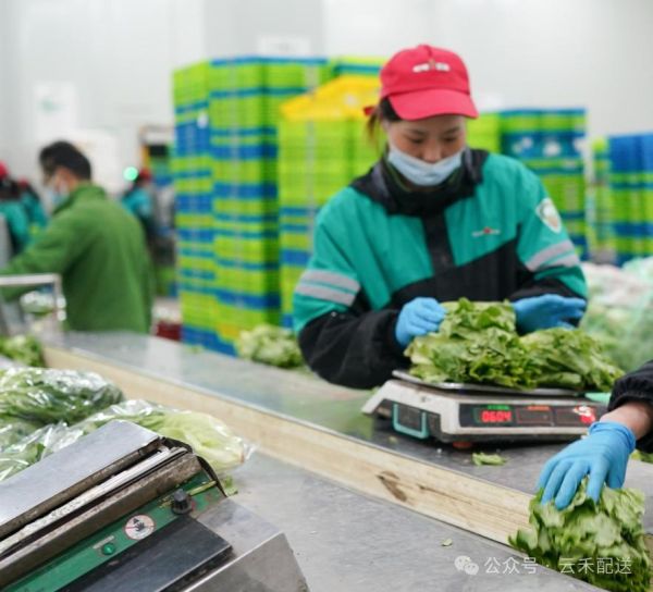 蔬菜配送公司经营范围有哪些_蔬菜配送公司能做什么-第2张图片-山城妙识