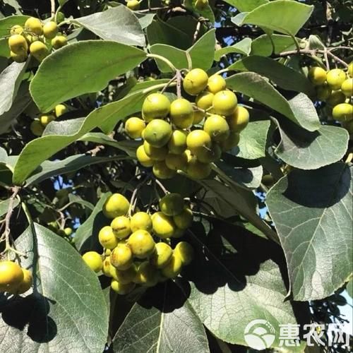 野枇杷干的功效与作用_野枇杷干能止咳吗-第1张图片-山城妙识