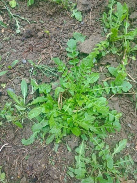 荠菜长什么样子_荠菜图片怎么认-第1张图片-山城妙识