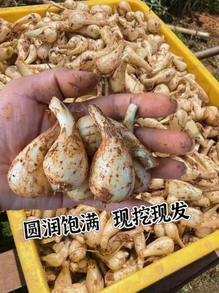 荞头怎么腌制_荞头腌制多久可以吃-第2张图片-山城妙识