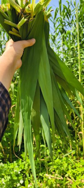 芦苇叶包粽子要不要煮一下_芦苇叶怎么处理-第1张图片-山城妙识