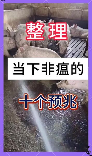 猪瘟传染人吗_猪瘟病毒对人有害吗-第1张图片-山城妙识 猪瘟传染人吗_猪瘟病毒对人有害吗-第1张图片-山城妙识