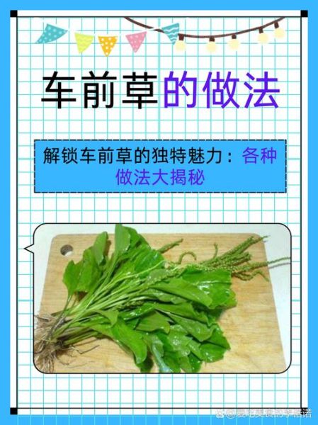 车前草怎么吃_车前草禁忌有哪些-第1张图片-山城妙识 车前草怎么吃_车前草禁忌有哪些-第1张图片-山城妙识