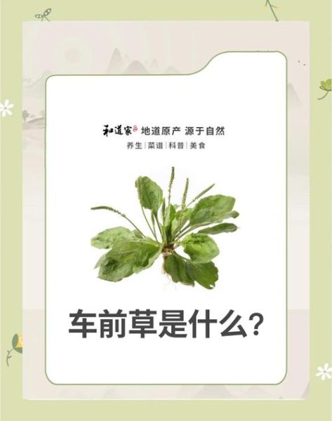 车前草怎么吃_车前草禁忌有哪些-第2张图片-山城妙识 车前草怎么吃_车前草禁忌有哪些-第2张图片-山城妙识