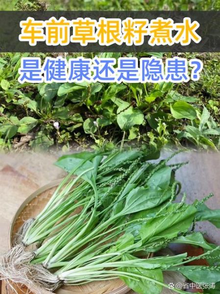 车前草怎么吃_车前草禁忌有哪些-第3张图片-山城妙识 车前草怎么吃_车前草禁忌有哪些-第3张图片-山城妙识