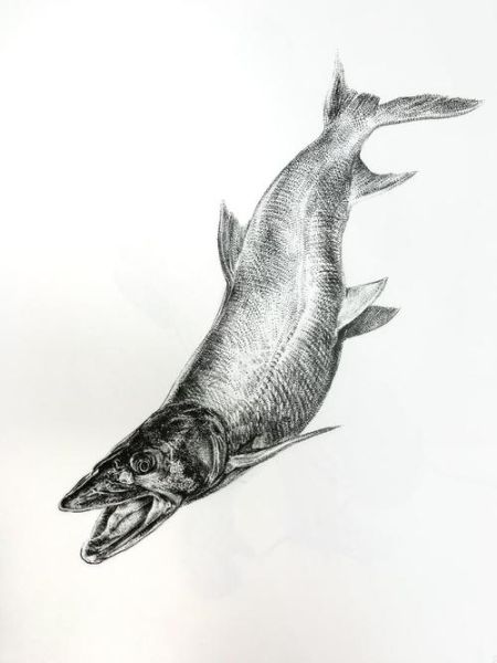 鳡鱼为什么能灭一湖鱼_鳡鱼生态危害有多大-第2张图片-山城妙识