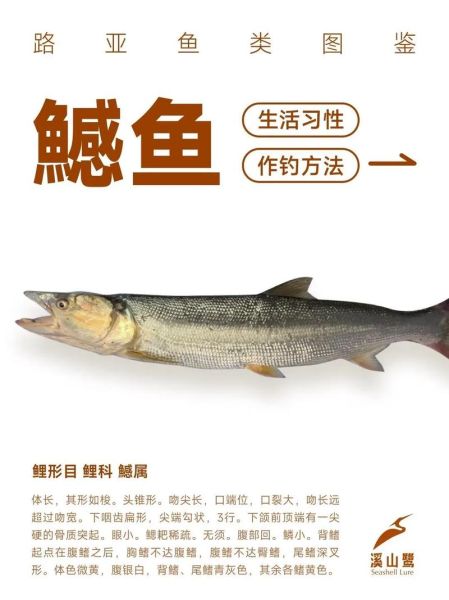 鳡鱼为什么能灭一湖鱼_鳡鱼生态危害有多大-第1张图片-山城妙识