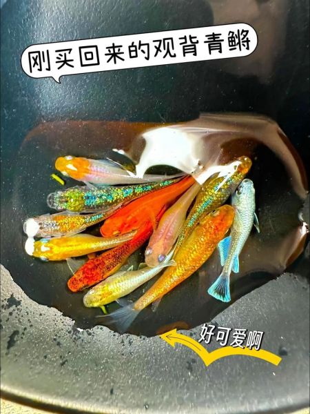 鳉鱼怎么养_鳉鱼寿命有多长-第3张图片-山城妙识 鳉鱼怎么养_鳉鱼寿命有多长-第3张图片-山城妙识