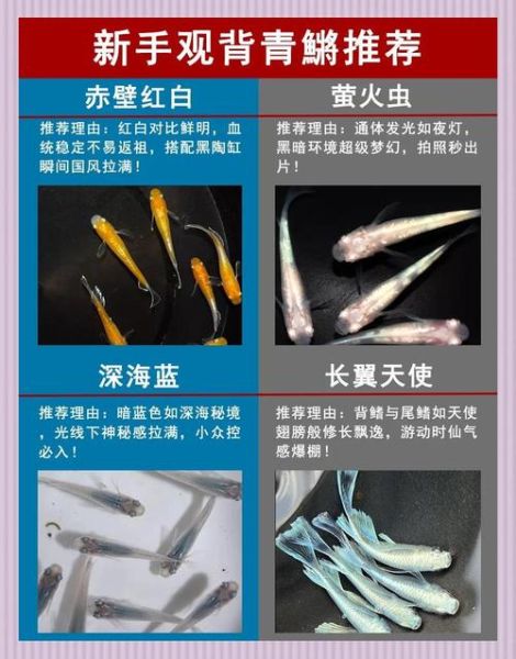 鳉鱼怎么养_鳉鱼寿命有多长-第2张图片-山城妙识 鳉鱼怎么养_鳉鱼寿命有多长-第2张图片-山城妙识
