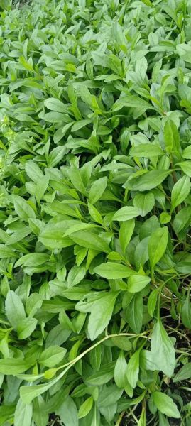 马兰头别名叫什么野菜_马兰头与哪些野菜容易混淆-第2张图片-山城妙识 马兰头别名叫什么野菜_马兰头与哪些野菜容易混淆-第2张图片-山城妙识