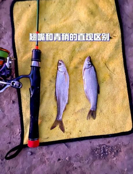 青稍鱼怎么钓_青稍鱼用什么饵-第1张图片-山城妙识