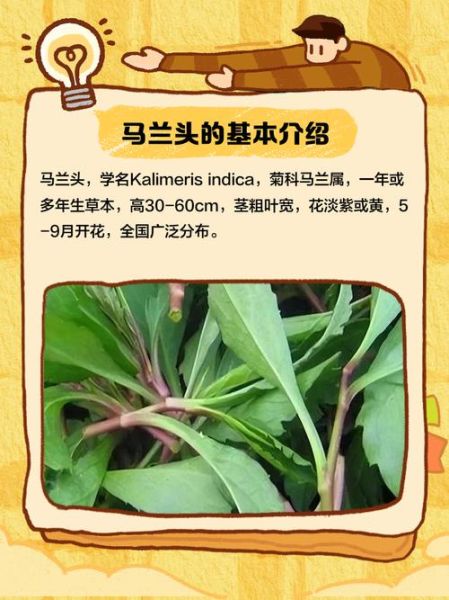 马兰头别名叫什么野菜_马兰头与哪些野菜容易混淆-第3张图片-山城妙识 马兰头别名叫什么野菜_马兰头与哪些野菜容易混淆-第3张图片-山城妙识