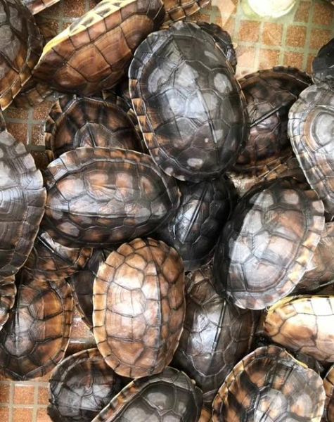 黄喉拟水龟越大越便宜_为什么-第3张图片-山城妙识