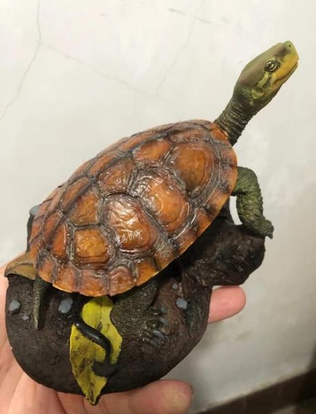 黄喉拟水龟越大越便宜_为什么-第1张图片-山城妙识