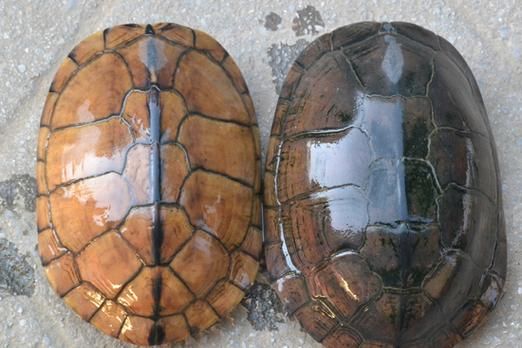 黄喉拟水龟越大越便宜_为什么-第2张图片-山城妙识