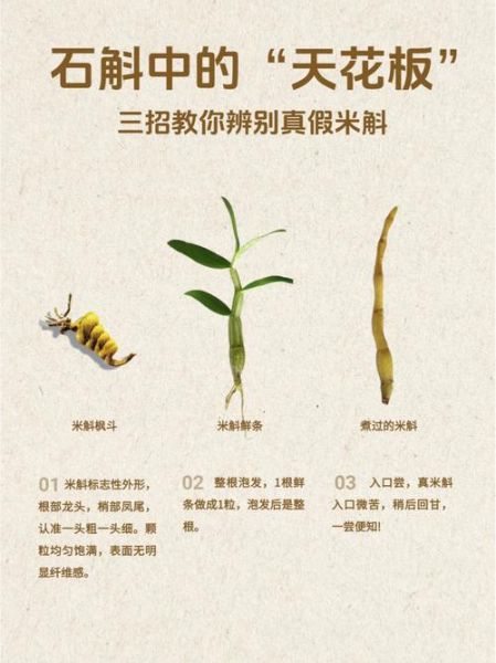 铁皮石斛有几个品种_常见分类有哪些-第3张图片-山城妙识 铁皮石斛有几个品种_常见分类有哪些-第3张图片-山城妙识