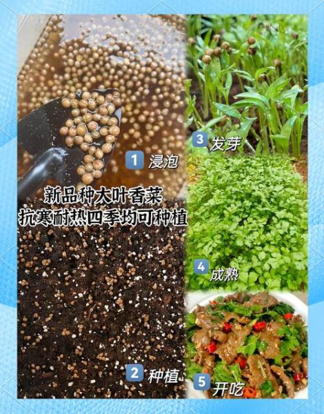 四季香菜怎么种_四季香菜种植时间-第1张图片-山城妙识 四季香菜怎么种_四季香菜种植时间-第1张图片-山城妙识