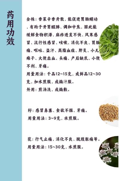 香菜的营养价值_香菜有哪些功效与作用-第1张图片-山城妙识