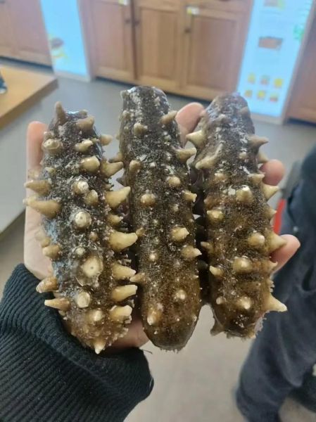 辽参价格多少钱一斤_辽参价格为什么差距大-第3张图片-山城妙识 辽参价格多少钱一斤_辽参价格为什么差距大-第3张图片-山城妙识