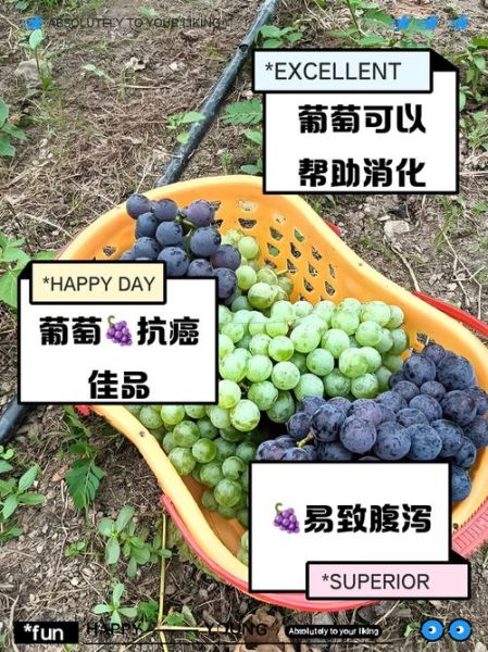 葡萄吃多了有什么坏处_一天吃多少粒合适-第2张图片-山城妙识 葡萄吃多了有什么坏处_一天吃多少粒合适-第2张图片-山城妙识