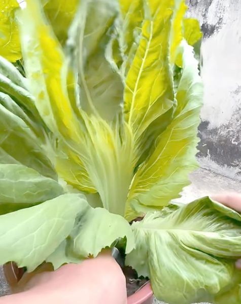 香芥菜是什么_香芥菜怎么吃-第1张图片-山城妙识 香芥菜是什么_香芥菜怎么吃-第1张图片-山城妙识