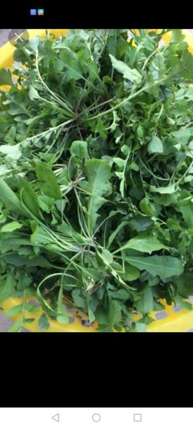 香芥菜是什么_香芥菜怎么吃-第3张图片-山城妙识 香芥菜是什么_香芥菜怎么吃-第3张图片-山城妙识