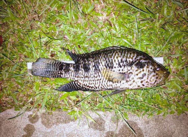 野生淡水石斑鱼有毒吗_淡水石斑鱼毒性真相-第1张图片-山城妙识 野生淡水石斑鱼有毒吗_淡水石斑鱼毒性真相-第1张图片-山城妙识