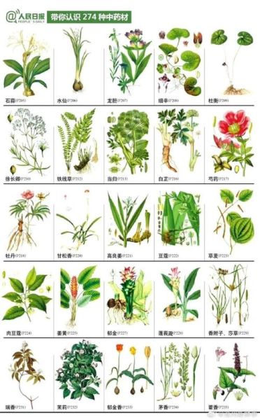 野外草药怎么辨认_常见草药有哪些功效-第3张图片-山城妙识 野外草药怎么辨认_常见草药有哪些功效-第3张图片-山城妙识