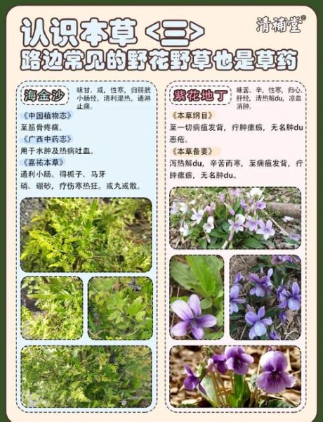 野外草药怎么辨认_常见草药有哪些功效-第2张图片-山城妙识 野外草药怎么辨认_常见草药有哪些功效-第2张图片-山城妙识