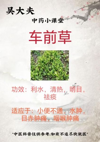 野外草药怎么辨认_常见草药有哪些功效-第1张图片-山城妙识 野外草药怎么辨认_常见草药有哪些功效-第1张图片-山城妙识