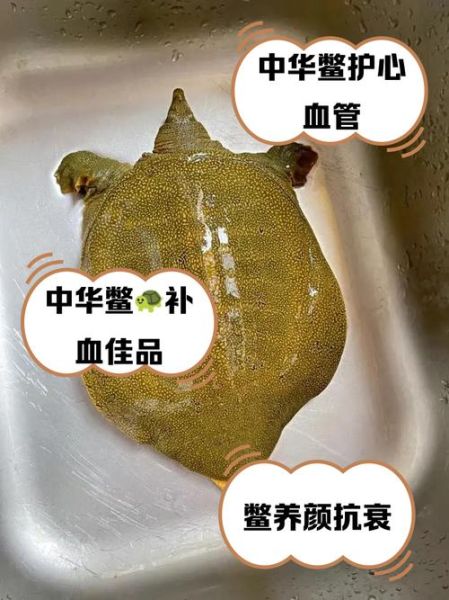甲鱼营养价值有哪些_甲鱼功效与作用是什么-第3张图片-山城妙识 甲鱼营养价值有哪些_甲鱼功效与作用是什么-第3张图片-山城妙识