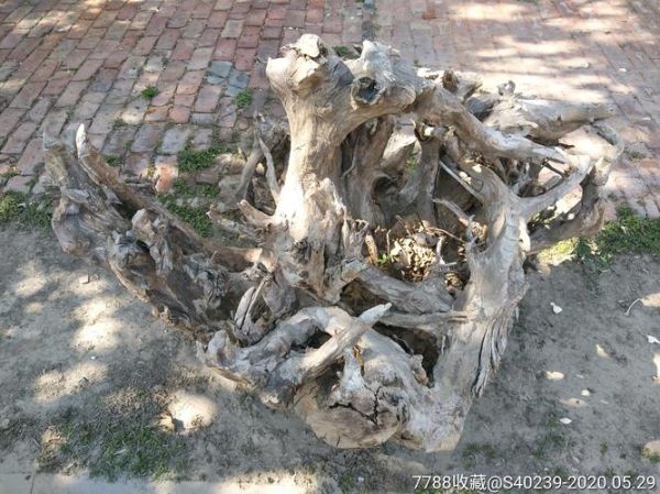 香椿树根雕图片100图_如何鉴别真假-第2张图片-山城妙识 香椿树根雕图片100图_如何鉴别真假-第2张图片-山城妙识