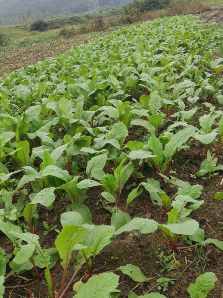 萝卜苗的功效与作用_萝卜苗怎么吃最好-第1张图片-山城妙识 萝卜苗的功效与作用_萝卜苗怎么吃最好-第1张图片-山城妙识