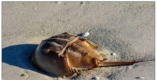 马蹄蟹是保护动物吗_马蹄蟹和鲎的区别-第3张图片-山城妙识 马蹄蟹是保护动物吗_马蹄蟹和鲎的区别-第3张图片-山城妙识