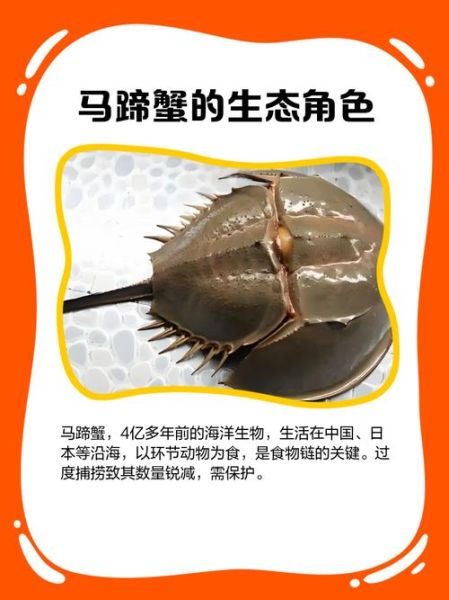 马蹄蟹是保护动物吗_马蹄蟹和鲎的区别-第1张图片-山城妙识 马蹄蟹是保护动物吗_马蹄蟹和鲎的区别-第1张图片-山城妙识