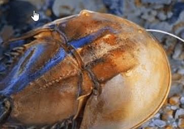 马蹄蟹是保护动物吗_马蹄蟹和鲎的区别-第2张图片-山城妙识 马蹄蟹是保护动物吗_马蹄蟹和鲎的区别-第2张图片-山城妙识