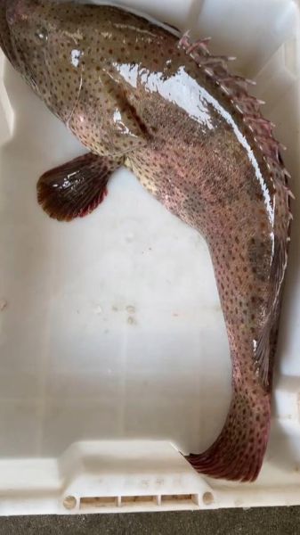 花石斑鱼多少钱一斤_花石斑鱼怎么做好吃-第2张图片-山城妙识 花石斑鱼多少钱一斤_花石斑鱼怎么做好吃-第2张图片-山城妙识