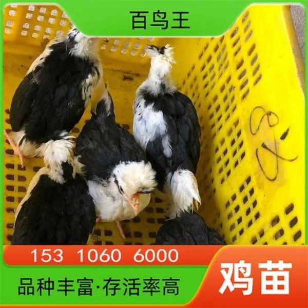 贵妃鸡苗价格多少钱一只_贵妃鸡苗养殖技术要点-第2张图片-山城妙识 贵妃鸡苗价格多少钱一只_贵妃鸡苗养殖技术要点-第2张图片-山城妙识