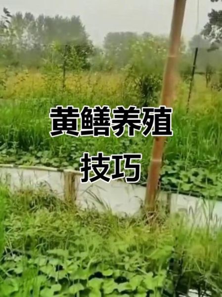 黄鳝鱼养殖方法_黄鳝鱼养殖技术要点-第3张图片-山城妙识