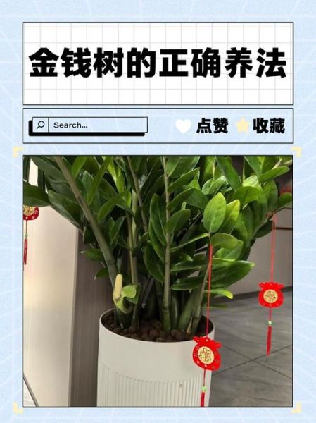 金钱树怎么养才能更旺盛_金钱树多久浇一次水-第2张图片-山城妙识 金钱树怎么养才能更旺盛_金钱树多久浇一次水-第2张图片-山城妙识