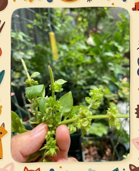 罗勒怎么种_罗勒多久能发芽-第1张图片-山城妙识