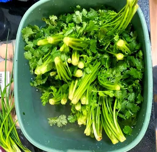 香菜饺子馅怎么调好吃窍门_香菜饺子馅要不要焯水-第2张图片-山城妙识 香菜饺子馅怎么调好吃窍门_香菜饺子馅要不要焯水-第2张图片-山城妙识