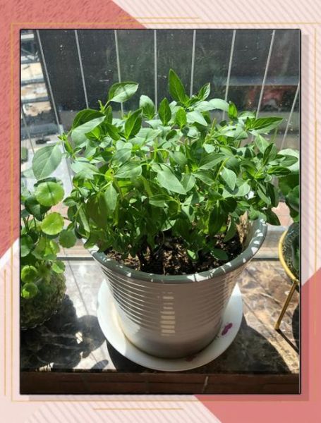 罗勒怎么种_罗勒多久能发芽-第3张图片-山城妙识