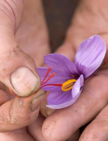 藏红花多少钱一克_藏红花价格影响因素-第1张图片-山城妙识 藏红花多少钱一克_藏红花价格影响因素-第1张图片-山城妙识