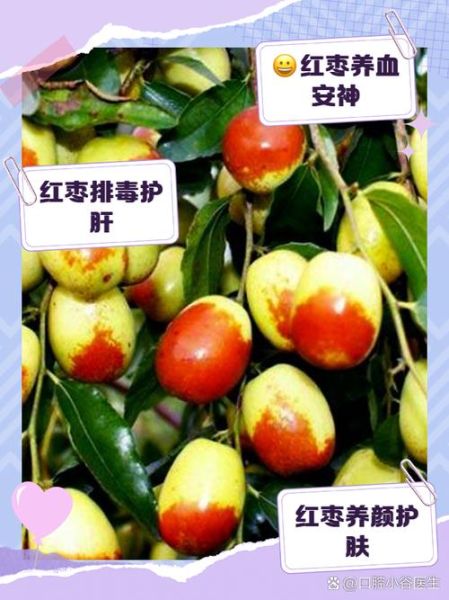 鲜枣怎么保存_鲜枣可以放冰箱吗-第1张图片-山城妙识