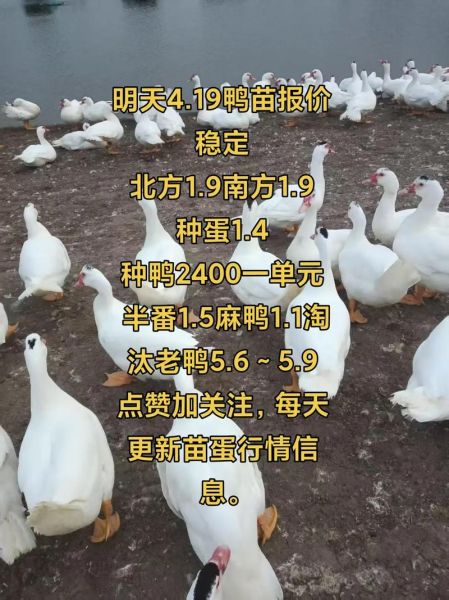 鸭苗价格今日价全国_鸭苗多少钱一只-第3张图片-山城妙识 鸭苗价格今日价全国_鸭苗多少钱一只-第3张图片-山城妙识