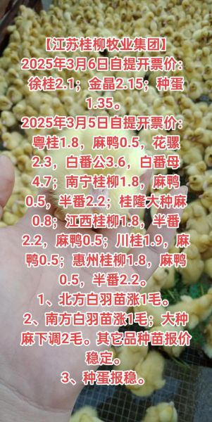 鸭苗价格今日价全国_鸭苗多少钱一只-第1张图片-山城妙识 鸭苗价格今日价全国_鸭苗多少钱一只-第1张图片-山城妙识