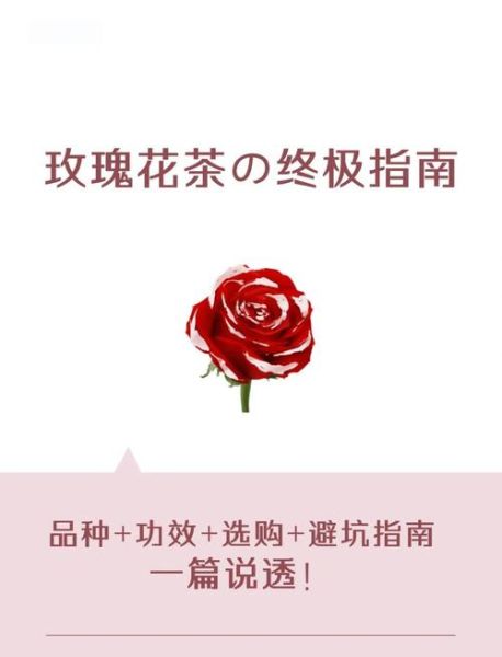 玫瑰花茶哪种玫瑰最好_平阴玫瑰还是大马士革玫瑰-第2张图片-山城妙识